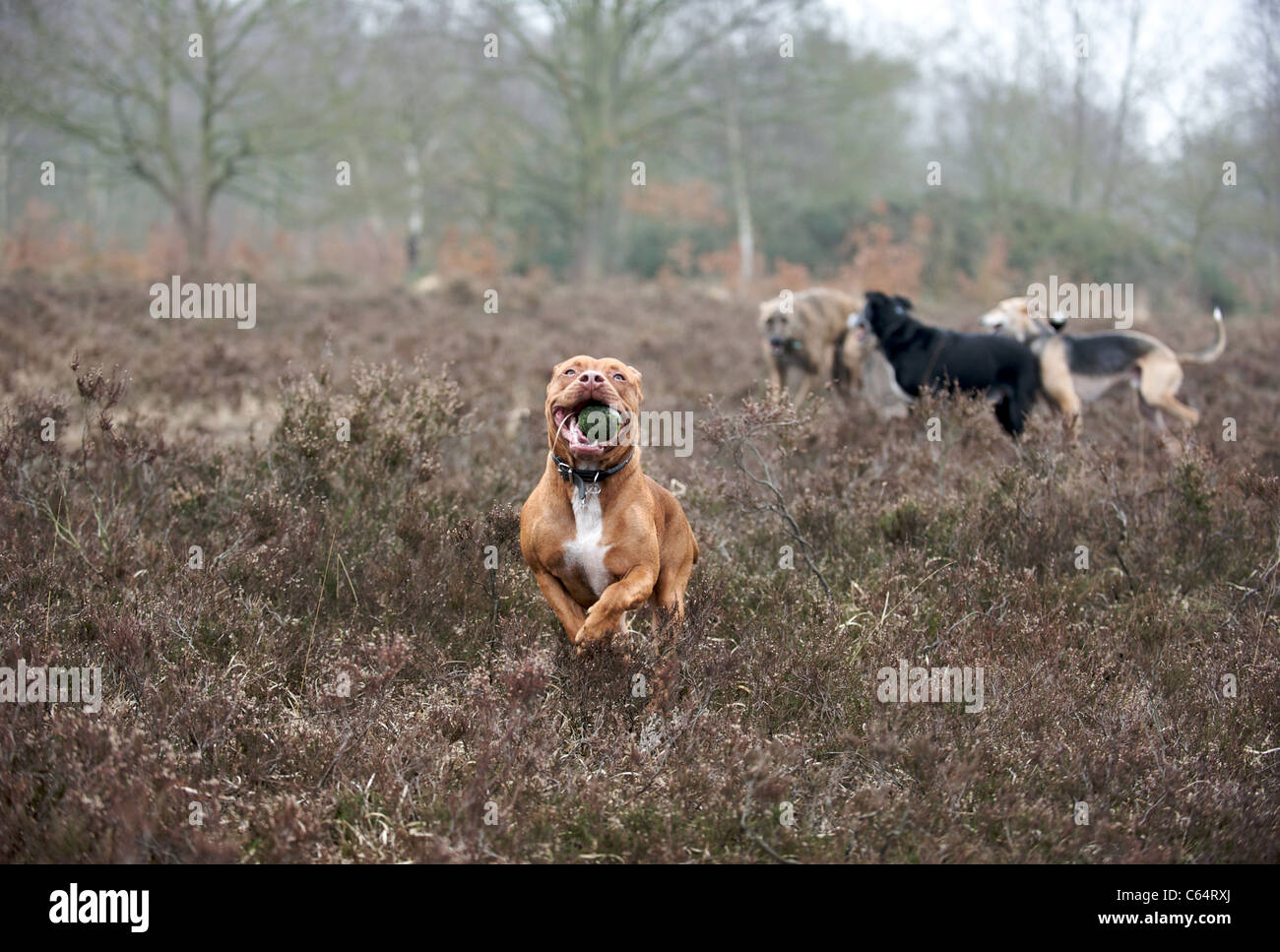 Terrier jumping ball hi-res stock photography and images - Alamy