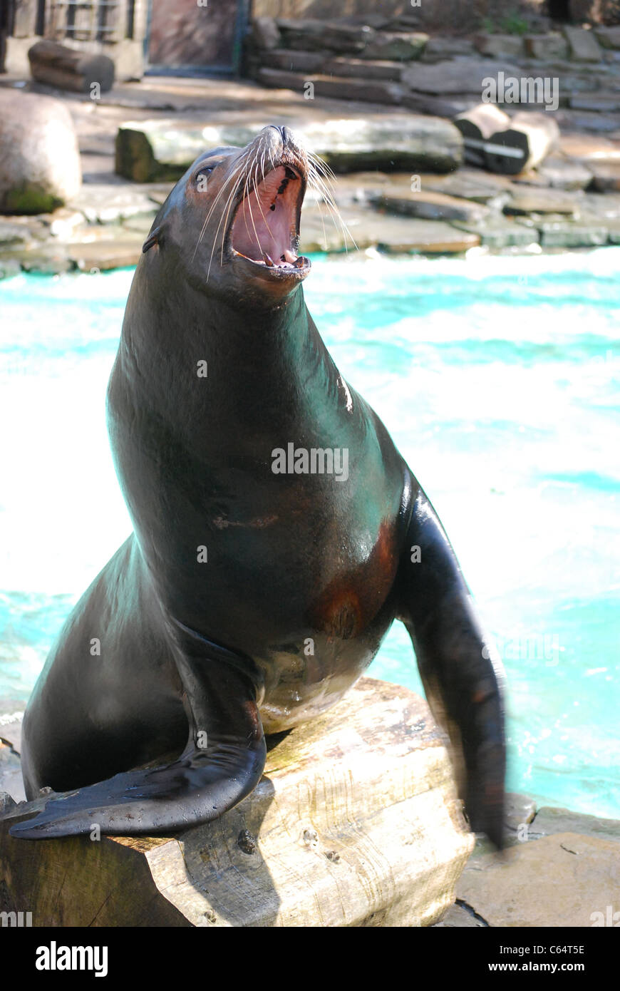 Zoo show hi-res stock photography and images - Alamy