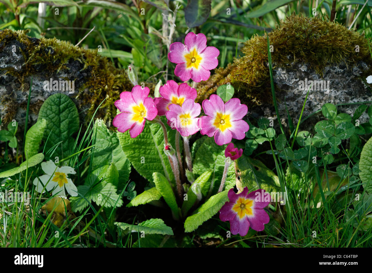 Primrose (Primula vulgaris) in full flower Stock Photo - Alamy