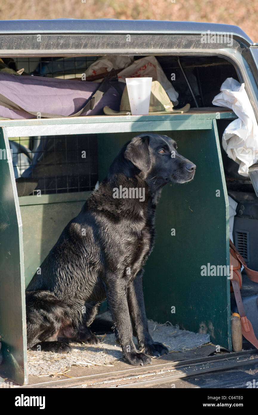 Dog in back of truck hi-res stock photography and images - Alamy