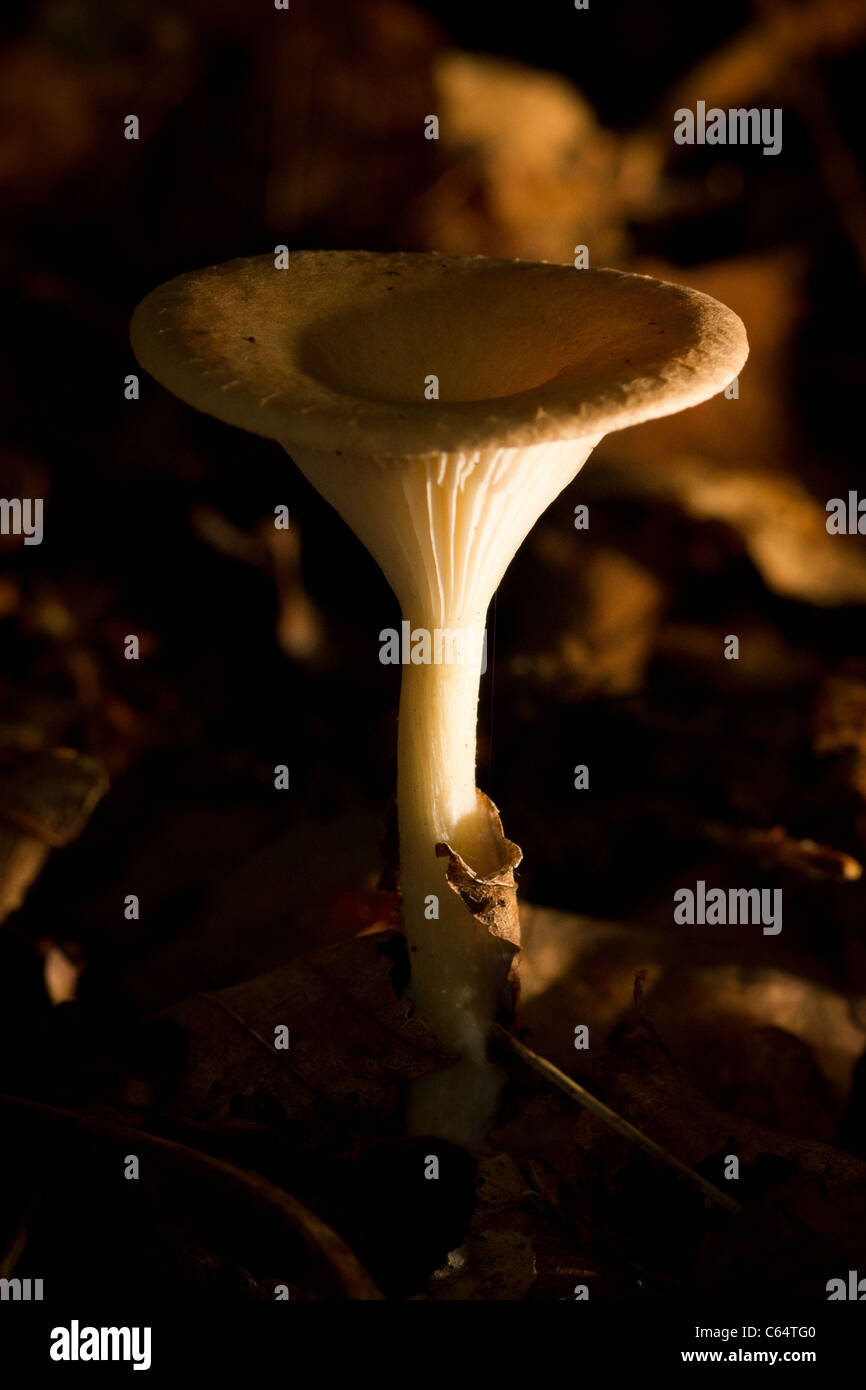 Trooping Funnel (Clitocybe geotropa) in Bishop Wood, nr Selby, North ...