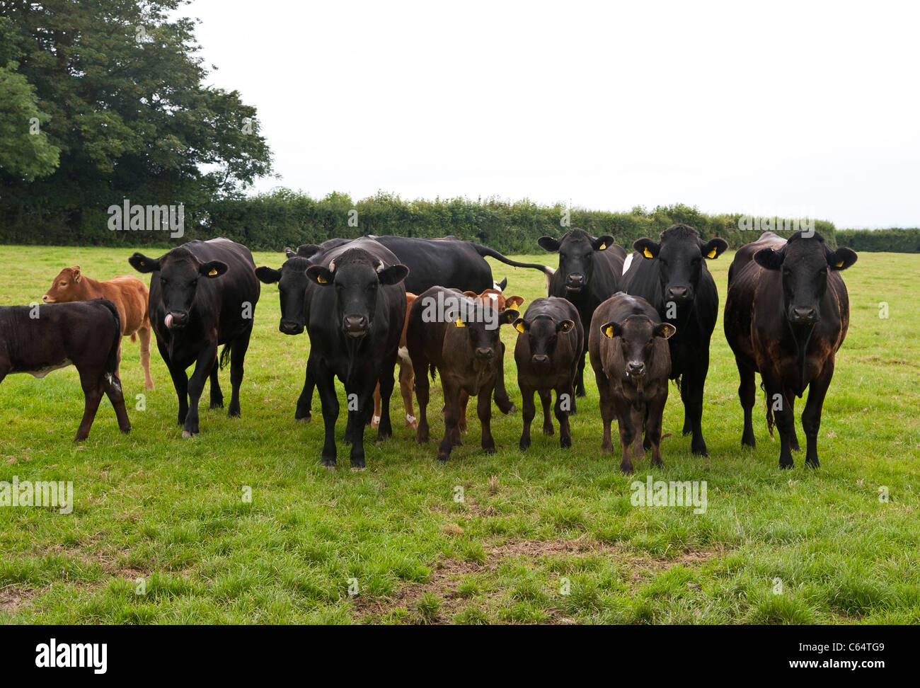 Bull calves hi-res stock photography and images - Alamy