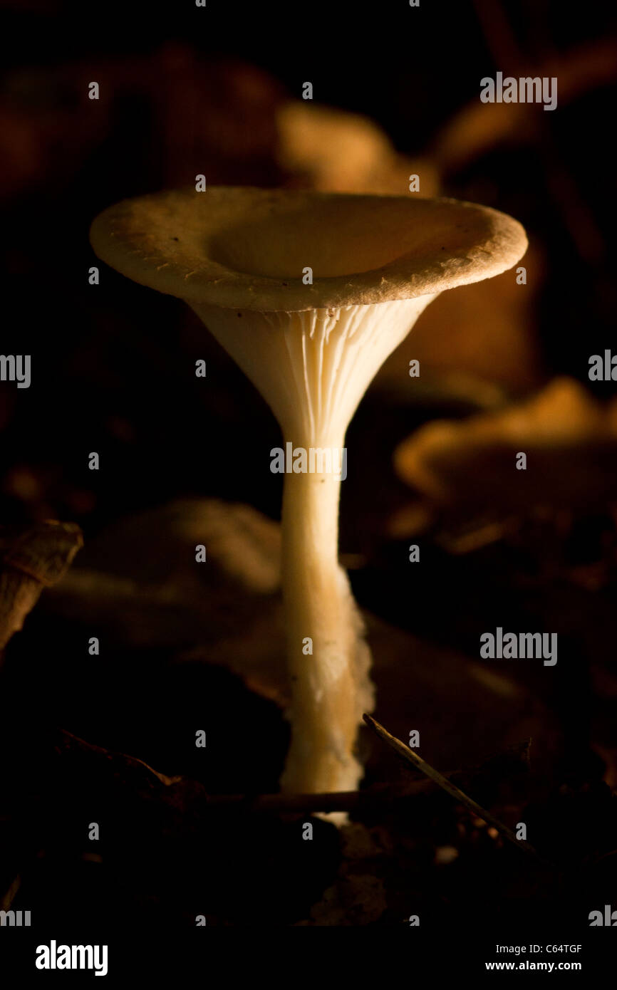 Trooping Funnel (Clitocybe geotropa) in Bishop Wood, nr Selby, North ...