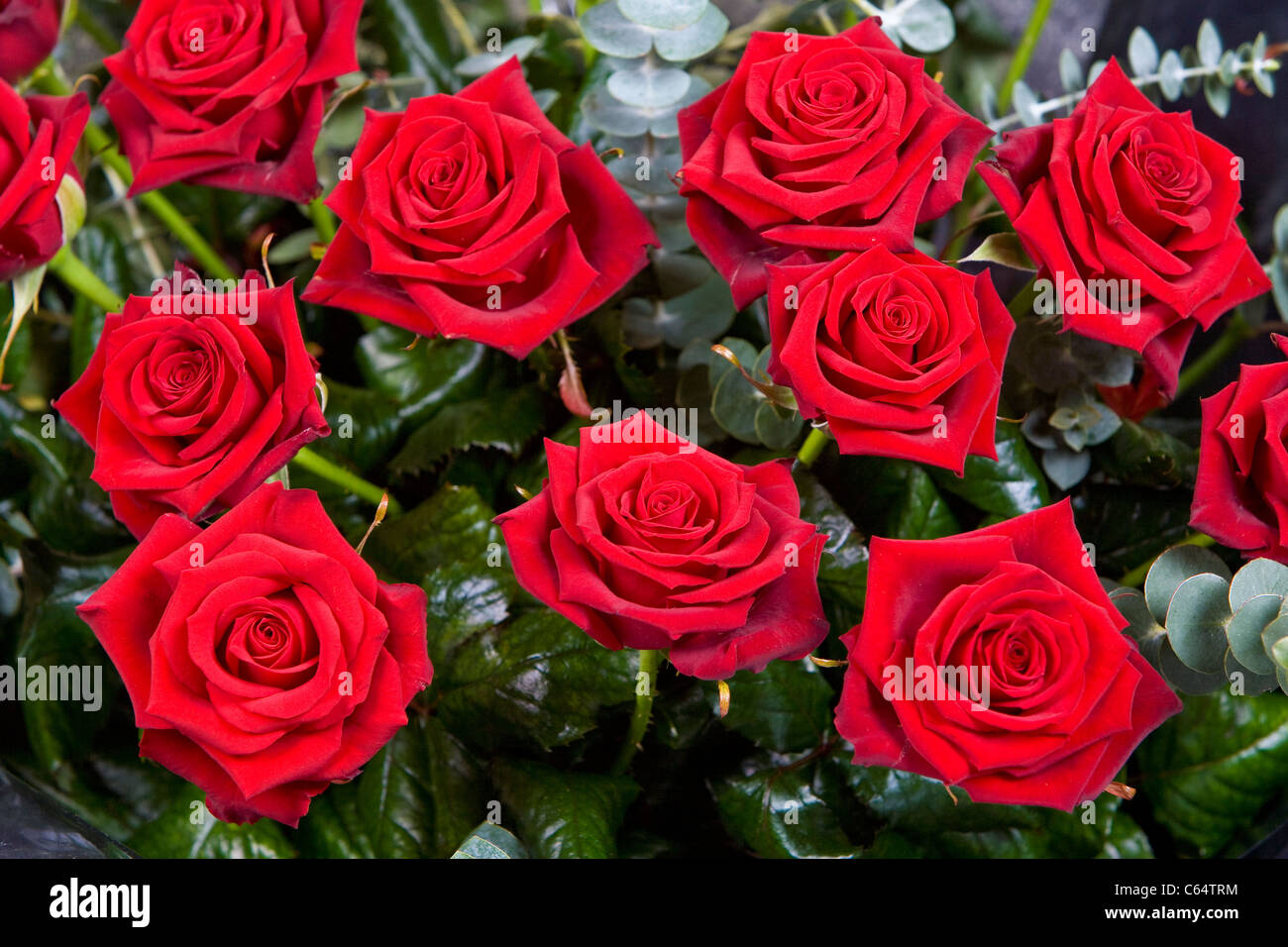 A bunch of red roses Stock Photo - Alamy