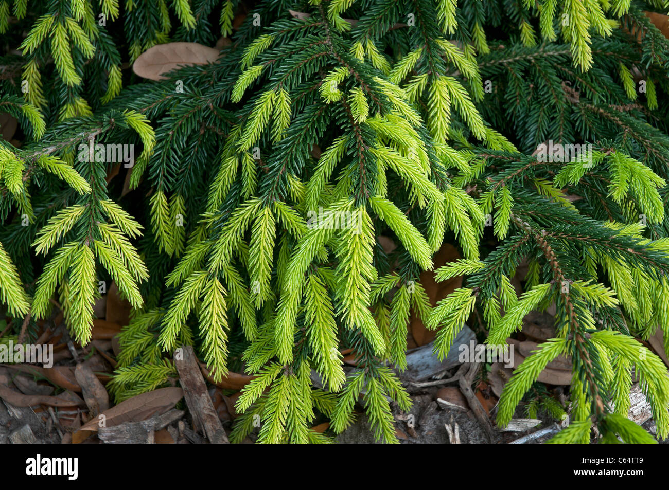 Kanapaha Spring Festival Gainesville Florida new spring growth Stock ...