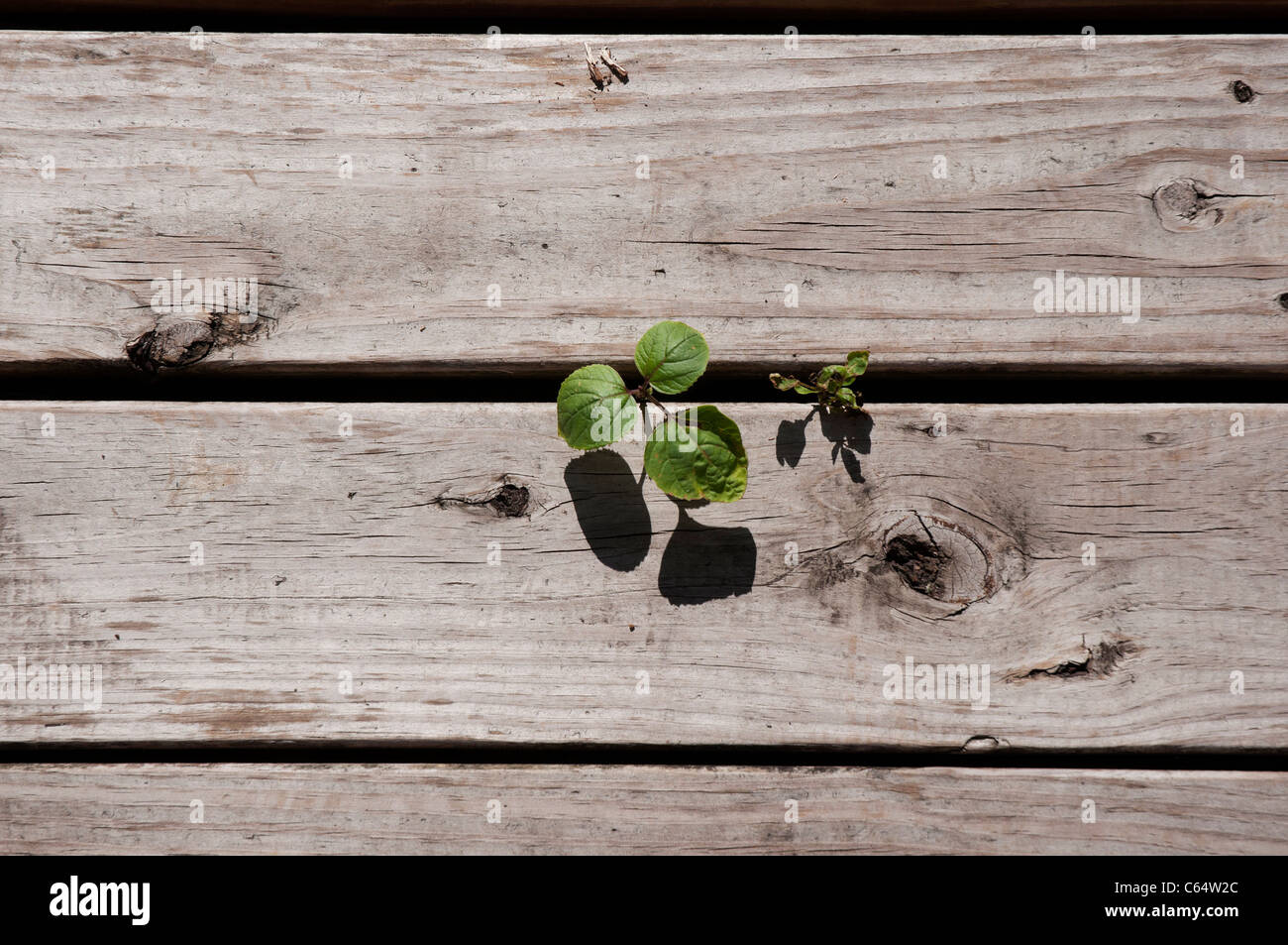 See through plant hi-res stock photography and images - Alamy