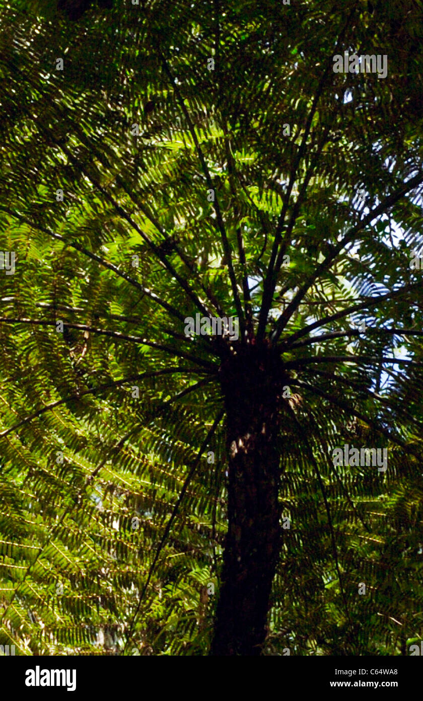 Nz Endemic Tree High Resolution Stock Photography and Images - Alamy
