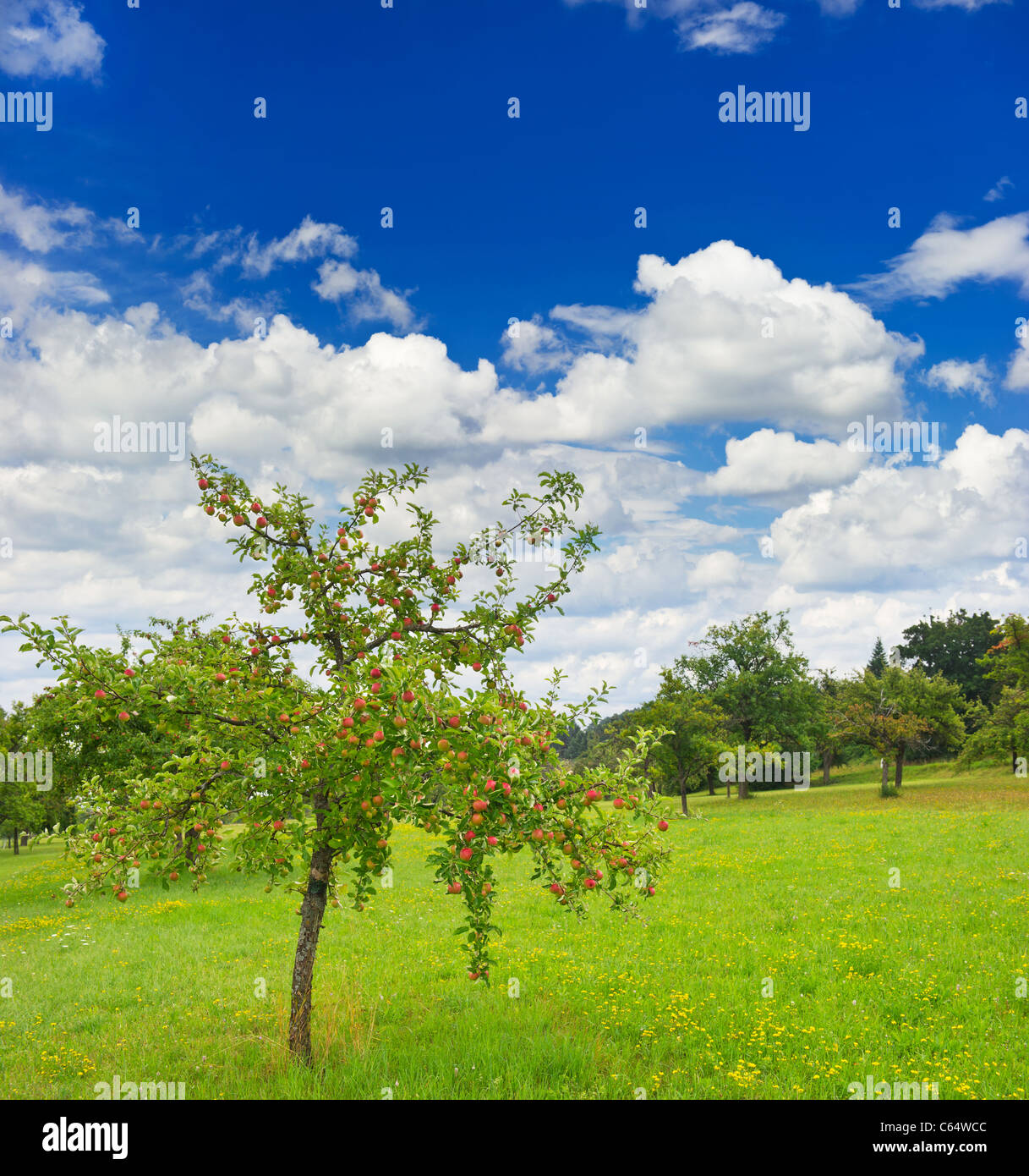 Apple tree fruit sky hi-res stock photography and images - Alamy