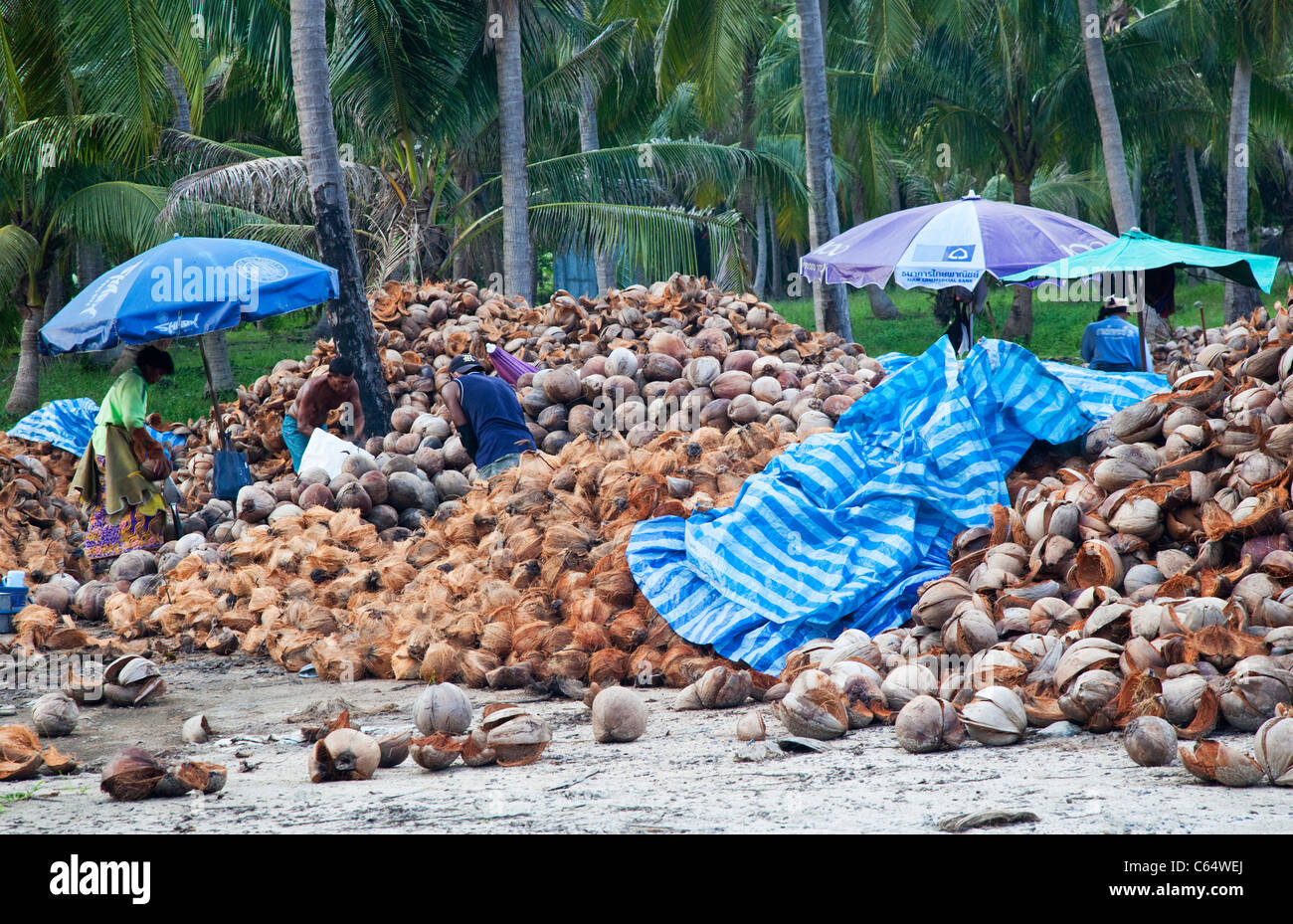 Coconut farm thailand hi-res stock photography and images - Alamy