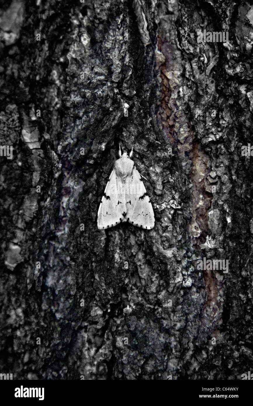 Beautiful bark moth hi-res stock photography and images - Alamy