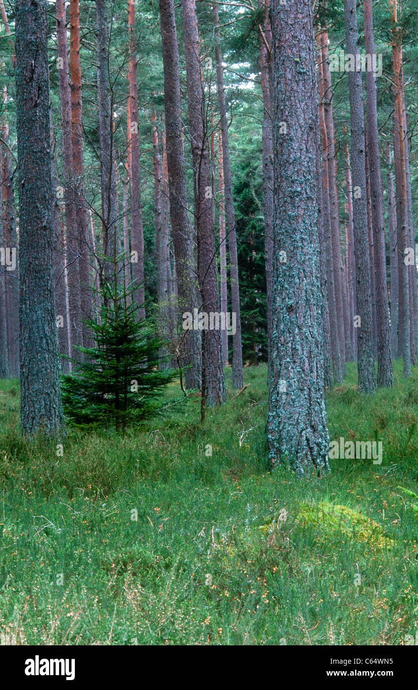Spruce forest, Grampian, Scotland Stock Photo - Alamy