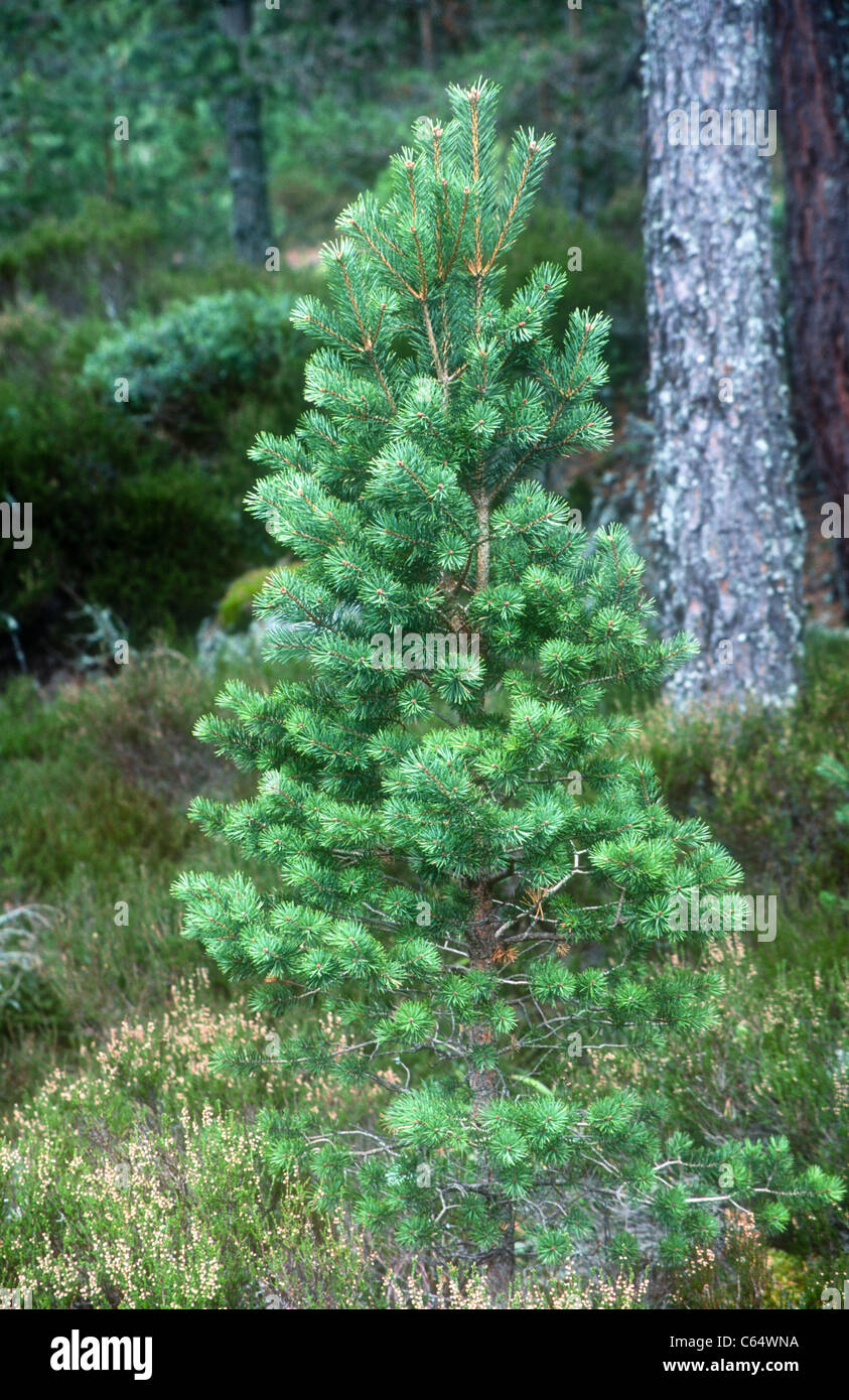 Norway spruce scotland hi-res stock photography and images - Alamy