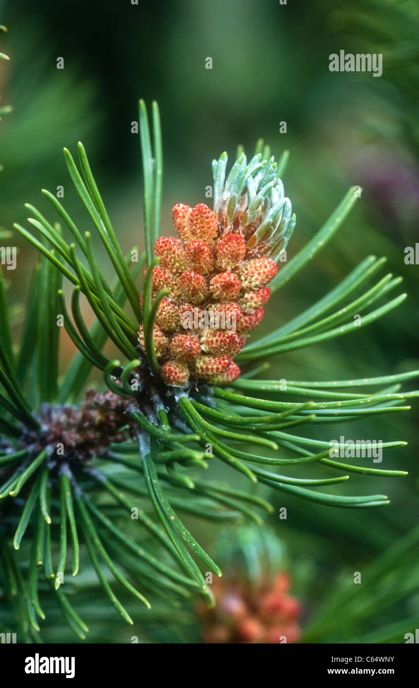 Pinus pinea stone pine flower hi-res stock photography and images - Alamy