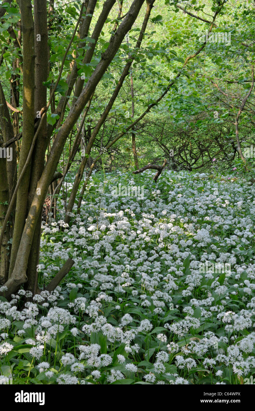 Ramsons wild garlic allium ursinum hi-res stock photography and images ...