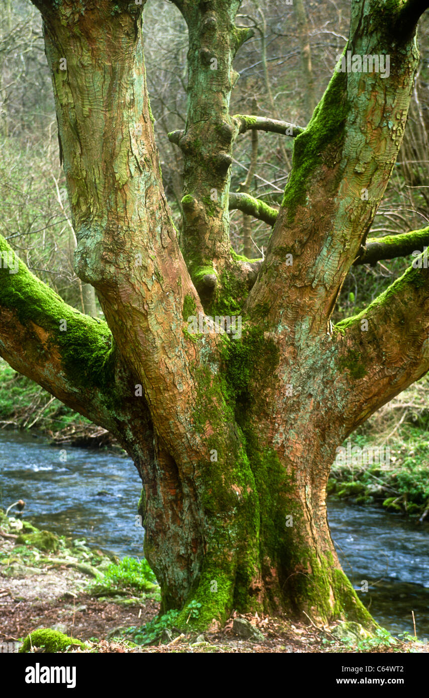 Dead acer pseudoplatanus hi-res stock photography and images - Alamy