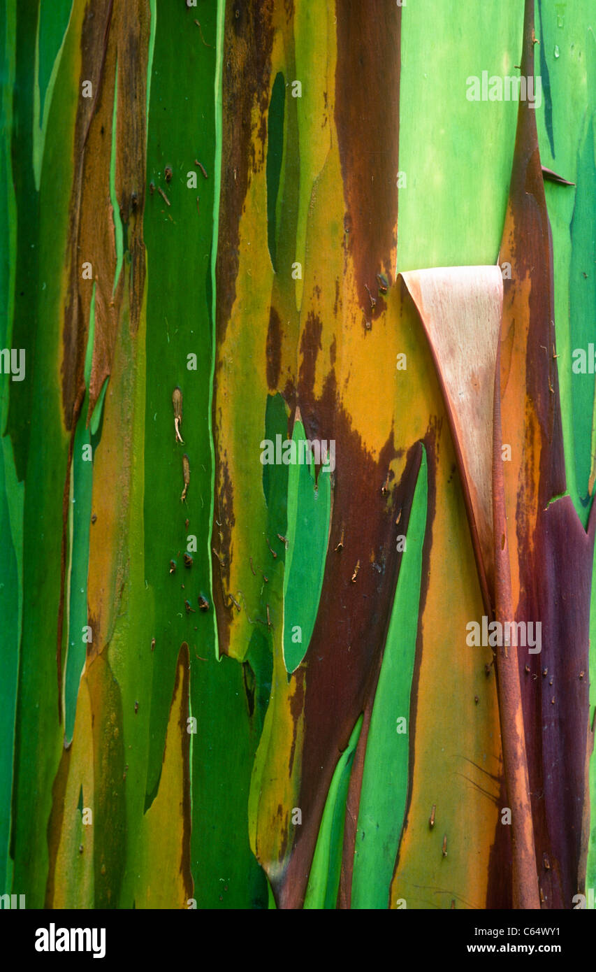 Rainbow Eucalyptus, Eucalyptus deglupta, also known as Mindanao Gum ...