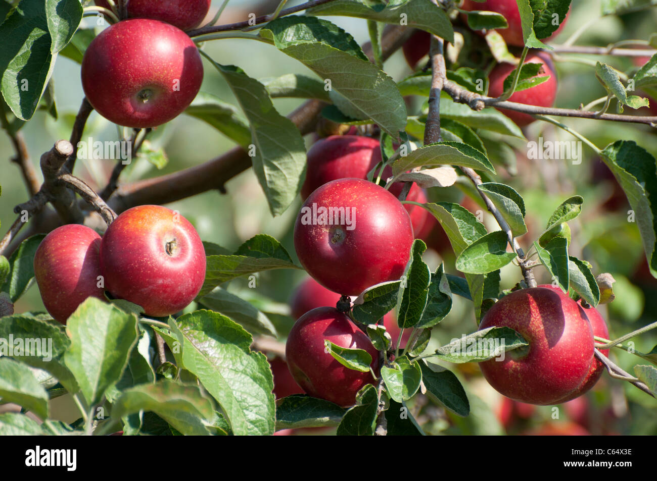 Apple tree with red apples Stock Photo - Alamy
