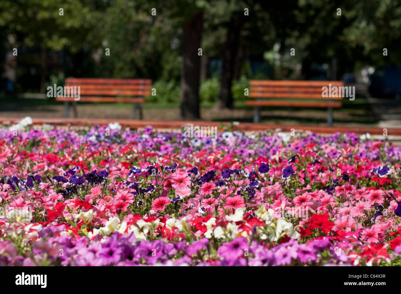 Flower garden in the park. Pink flowers and benches Stock Photo - Alamy