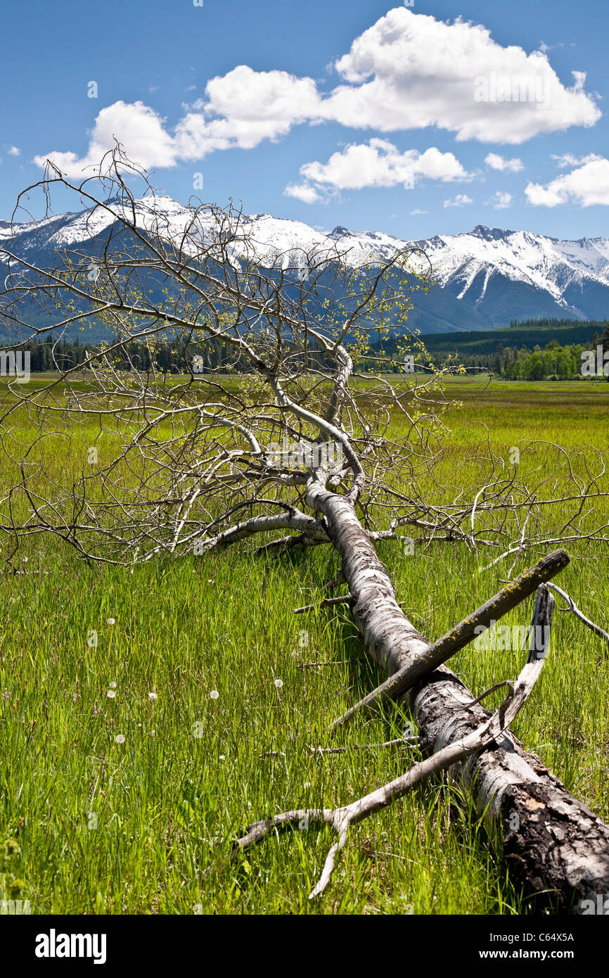 Swan Valley, Swan Mountain Range, Rocky Mountains, MT Stock Photo - Alamy