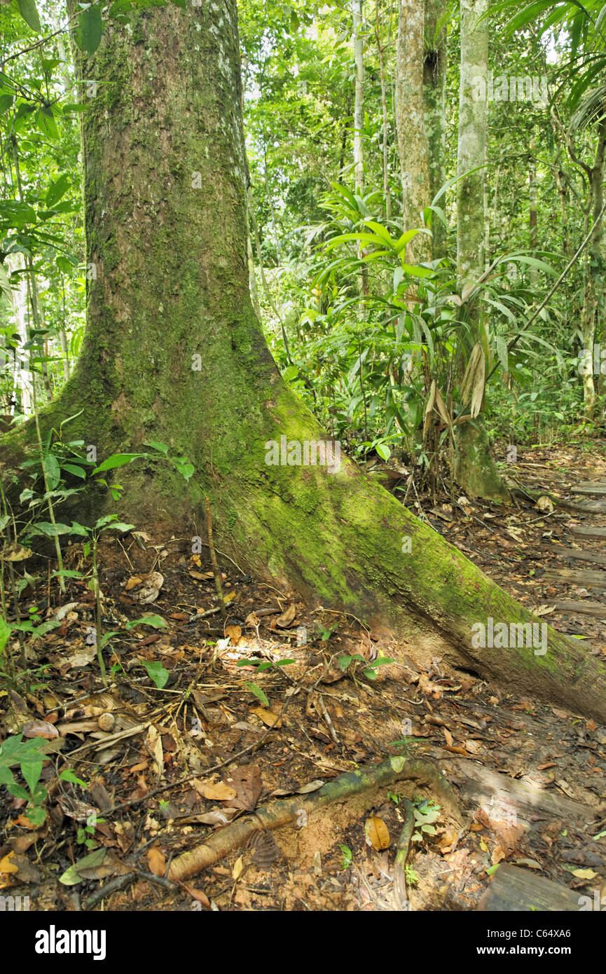 Kapok tree amazon hi-res stock photography and images - Alamy