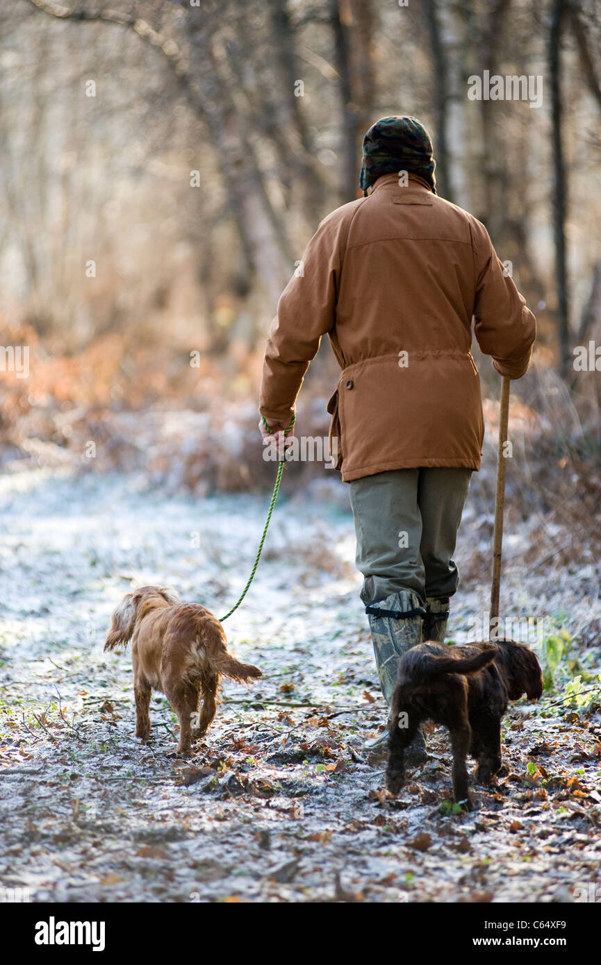 man walking two dogs Stock Photo - Alamy