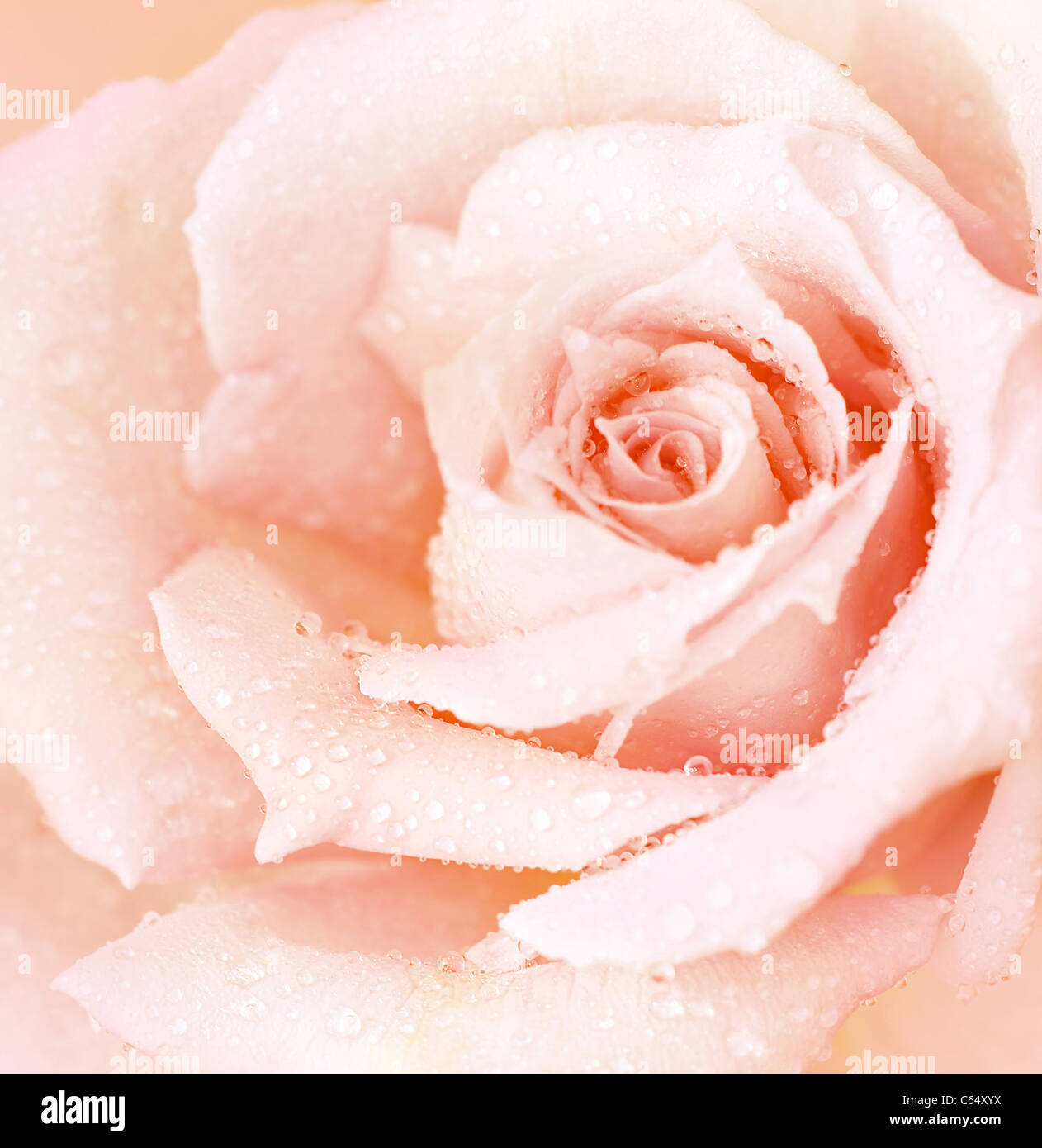 Abstract pink wet rose background, beautiful macro flower with morning ...