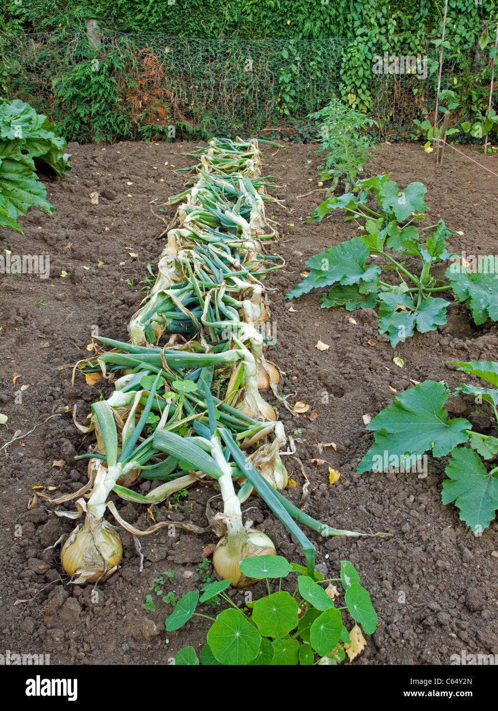 onion crop drying Stock Photo - Alamy