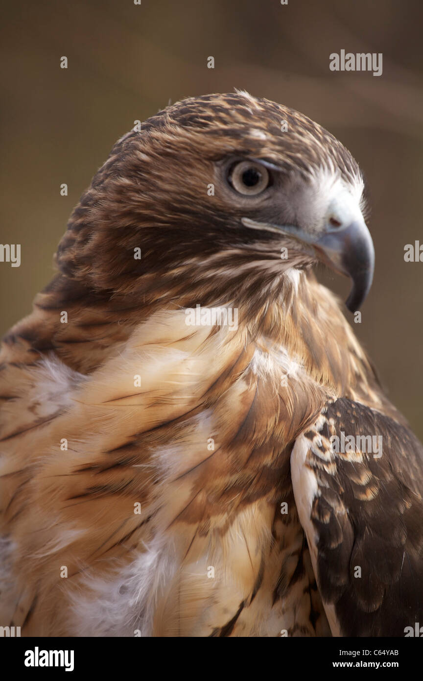 Red Tailed Hawk Stock Photo - Alamy