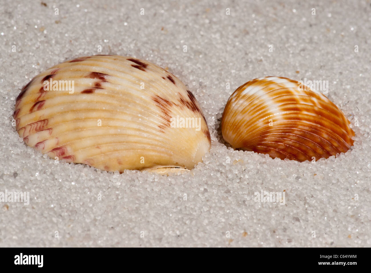 Cockle shell hi-res stock photography and images - Alamy