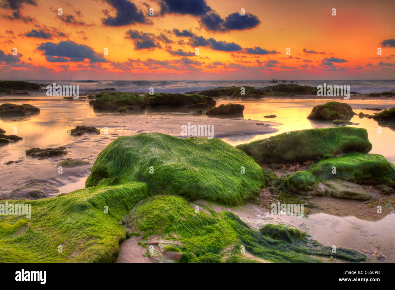 Seaweed covered rocks at sunset Stock Photo - Alamy