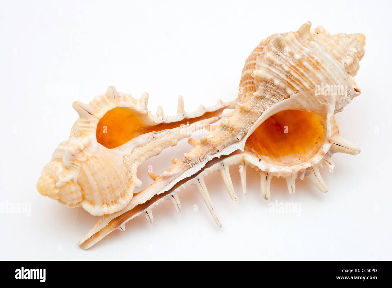Two seashells macro Stock Photo - Alamy