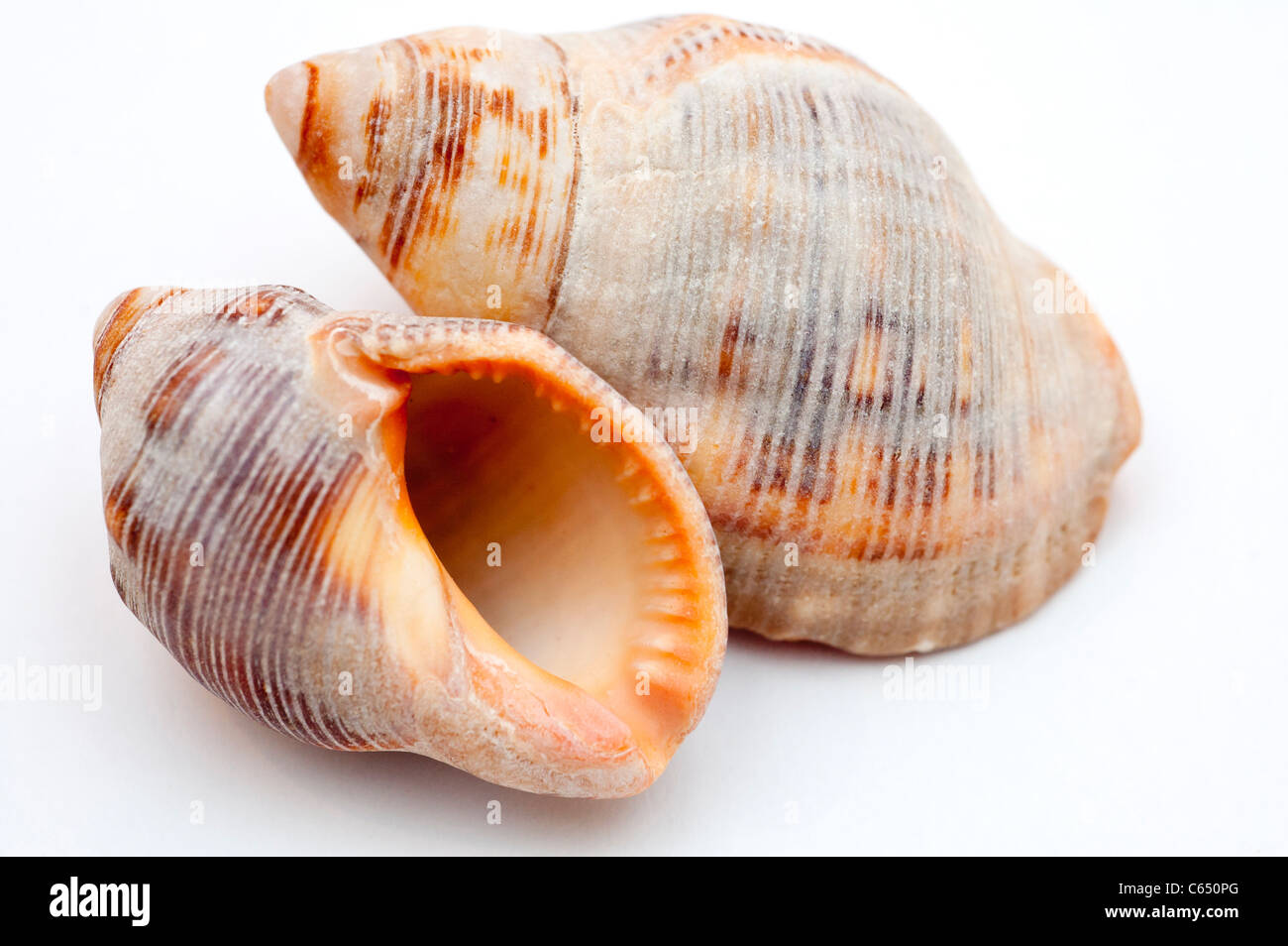 Two seashells macro Stock Photo - Alamy