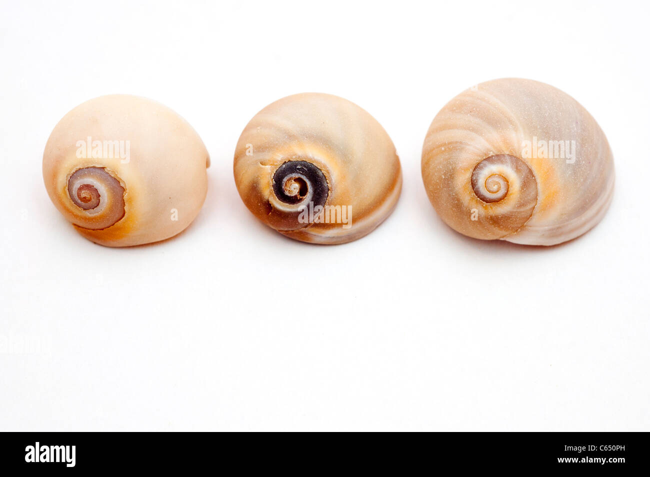 three spiral seashells Stock Photo - Alamy