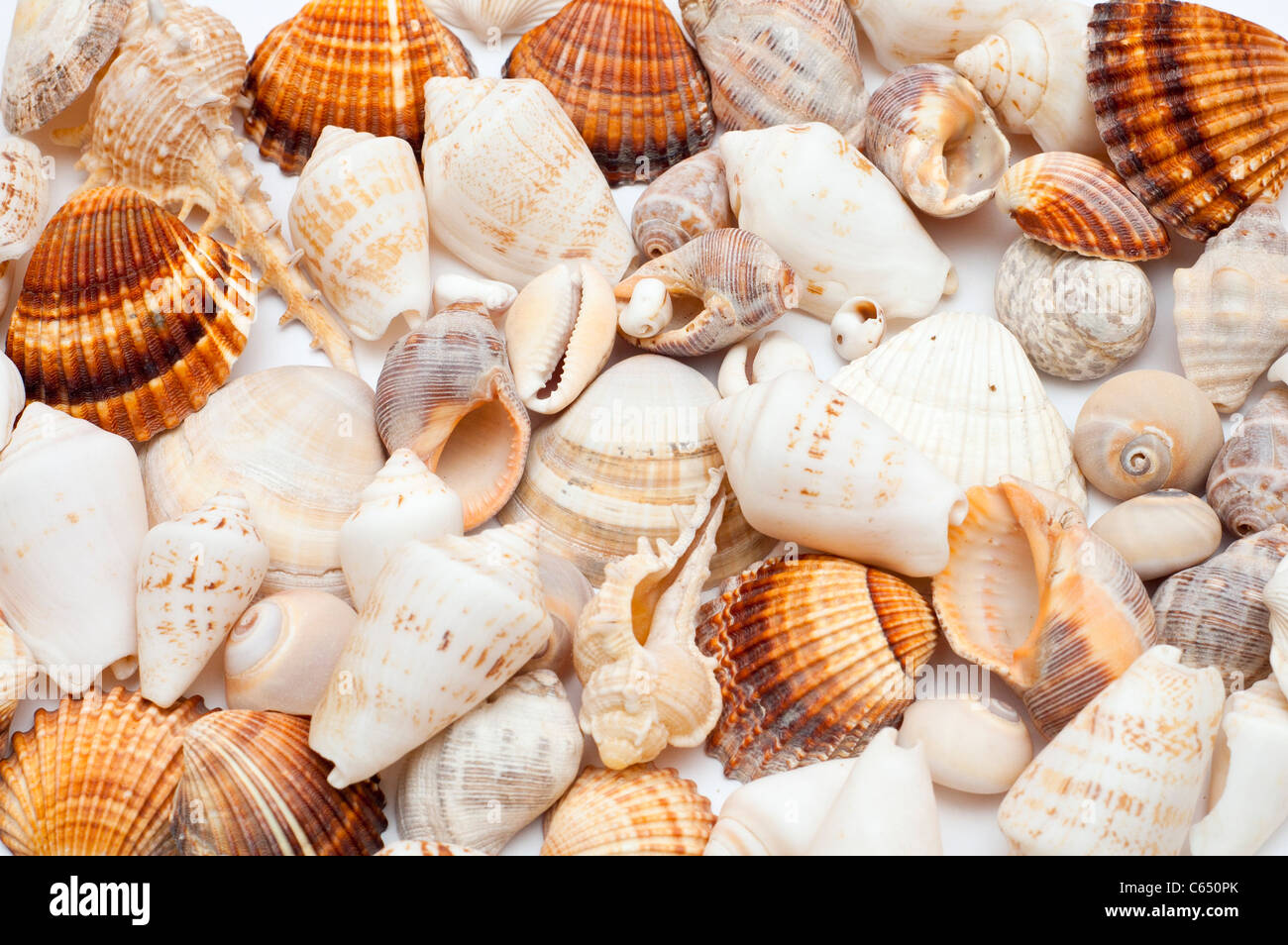 background of assorted seashells Stock Photo - Alamy