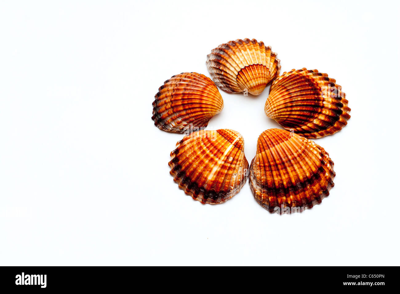 A circle of seashells Stock Photo - Alamy