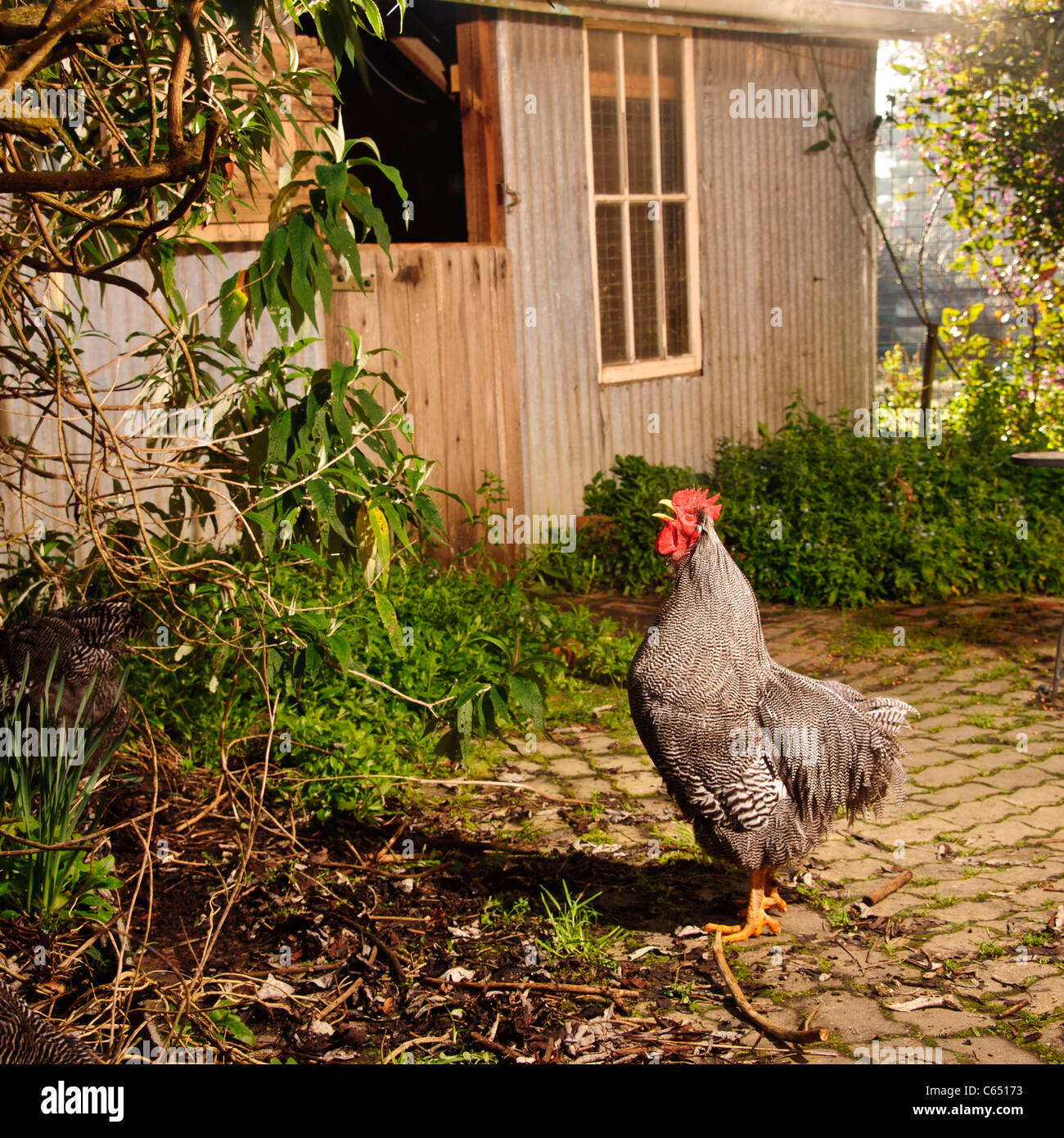 Cockerel crowing in the courtyard Stock Photo - Alamy