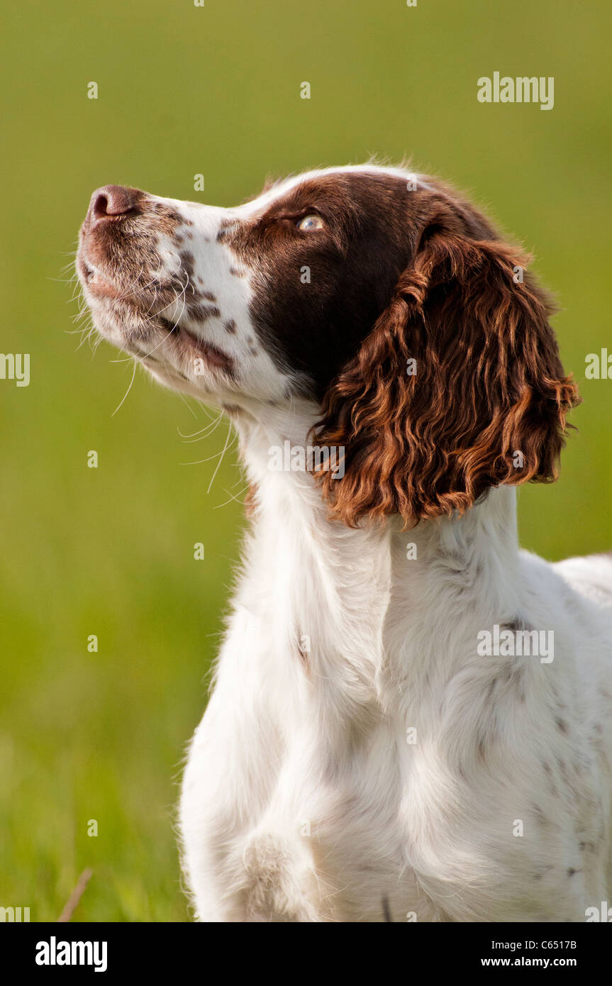 English springer spaniel dog, sixteen week old pups, in grass field ...