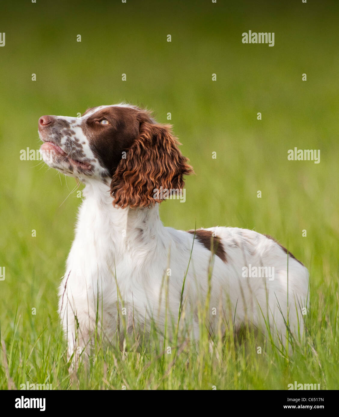 English springer spaniel dog, sixteen week old pups, in grass field ...