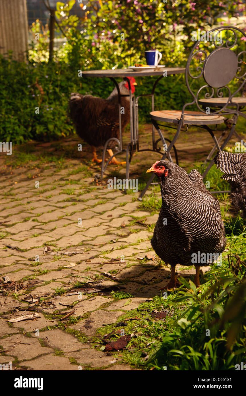 Hens foraging in the courtyard Stock Photo - Alamy