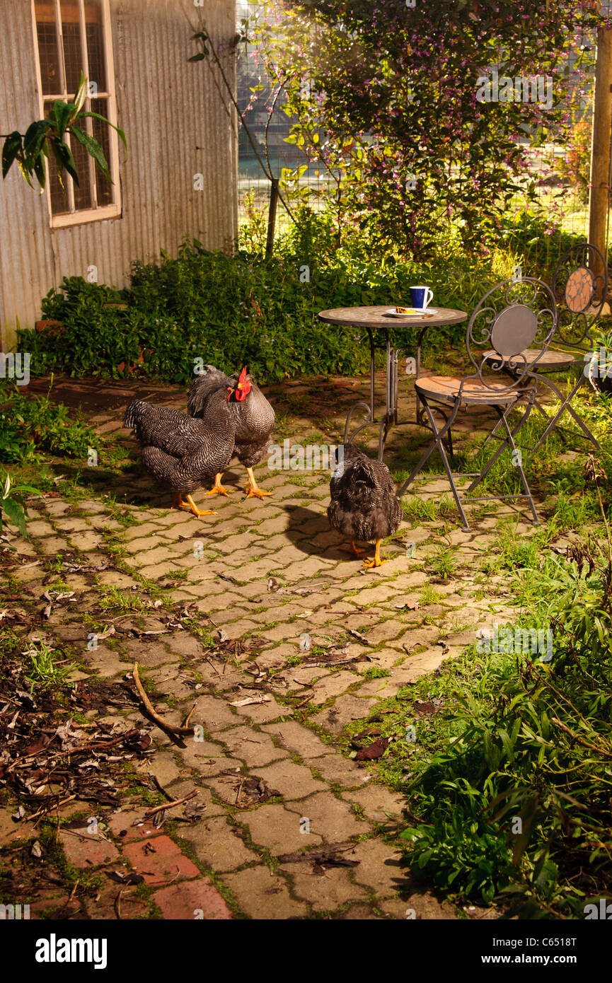Hens foraging in the courtyard Stock Photo - Alamy