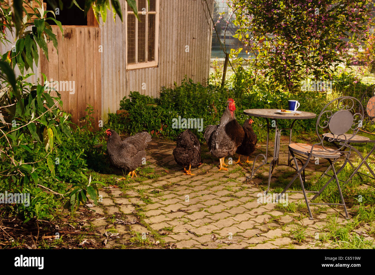 Cockerel crowing in the courtyard Stock Photo - Alamy