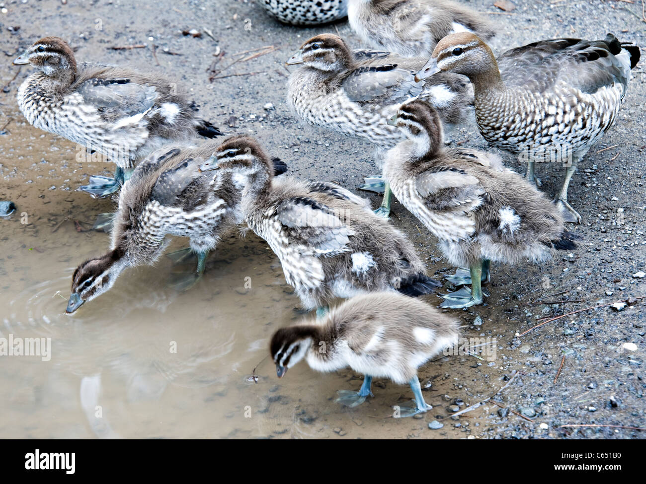 Family of Australian Wood Ducks in Meadowland at Kennet River Great ...