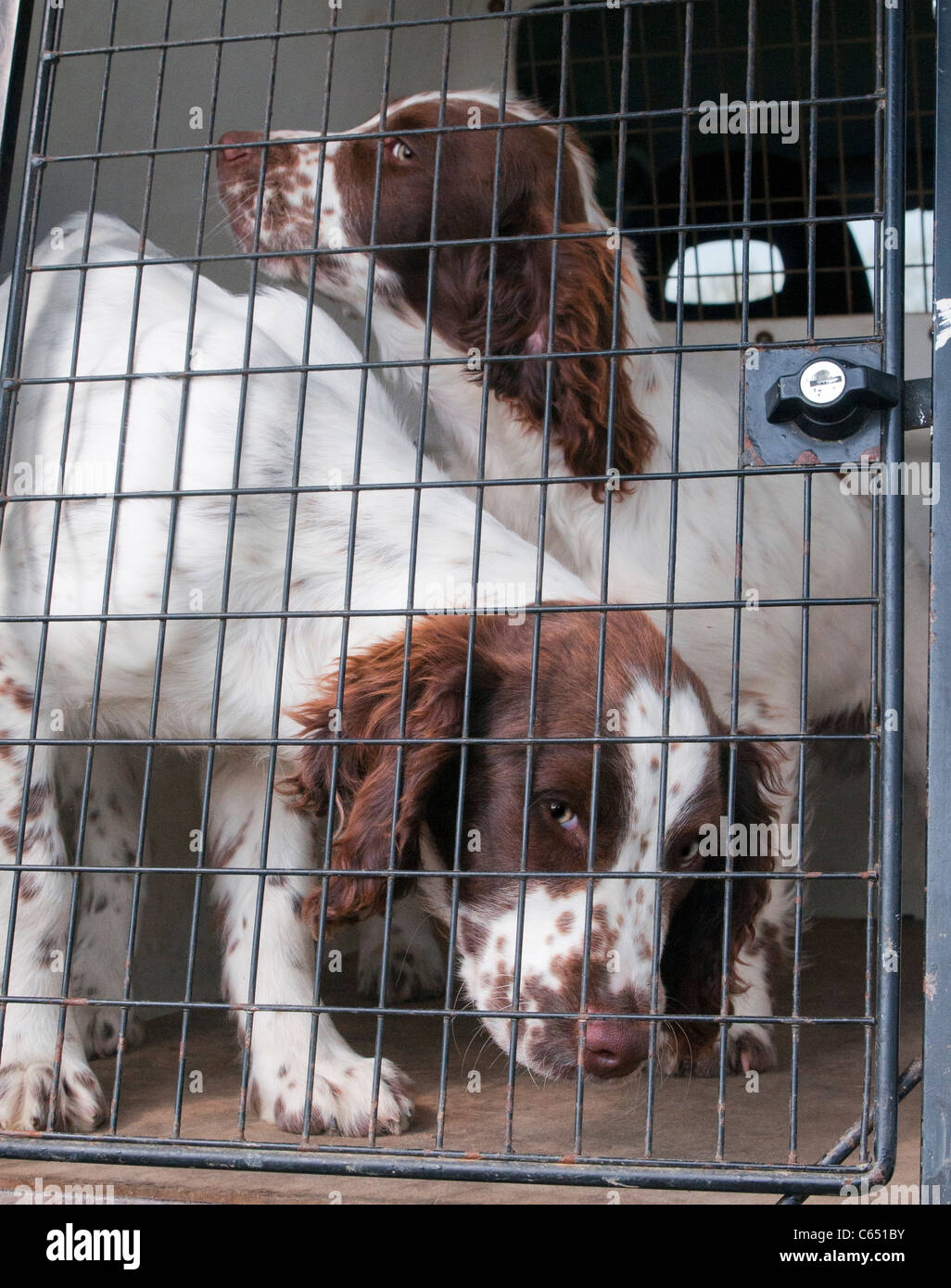 Springer spaniels dog hi-res stock photography and images - Alamy