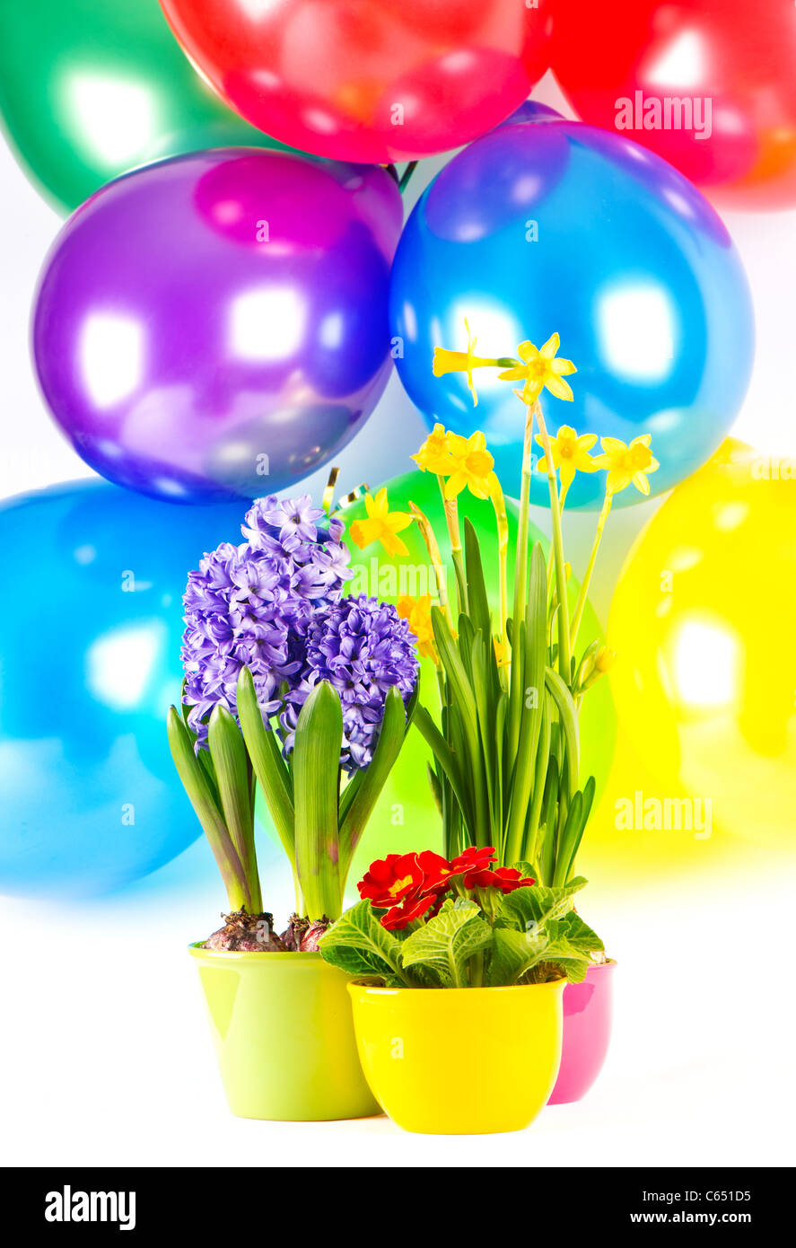 fresh spring flowers and multicolor balloons Stock Photo - Alamy