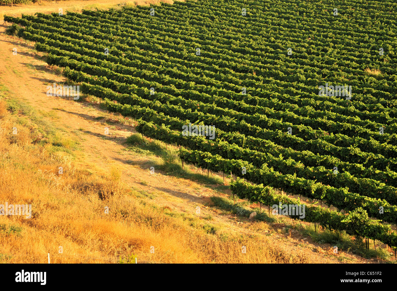 agriculture field green Stock Photo - Alamy