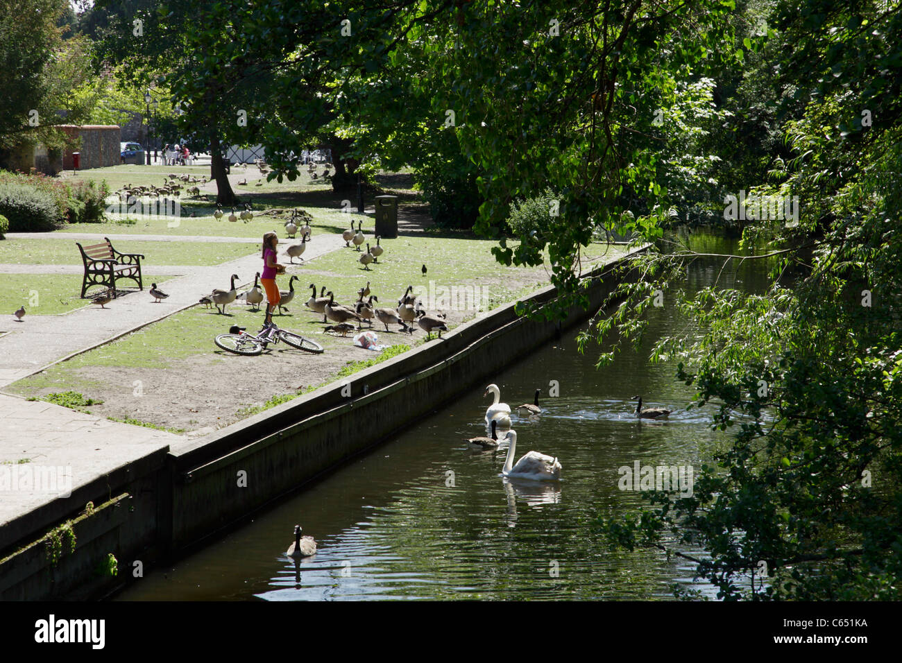 River norfolk birds hi-res stock photography and images - Alamy