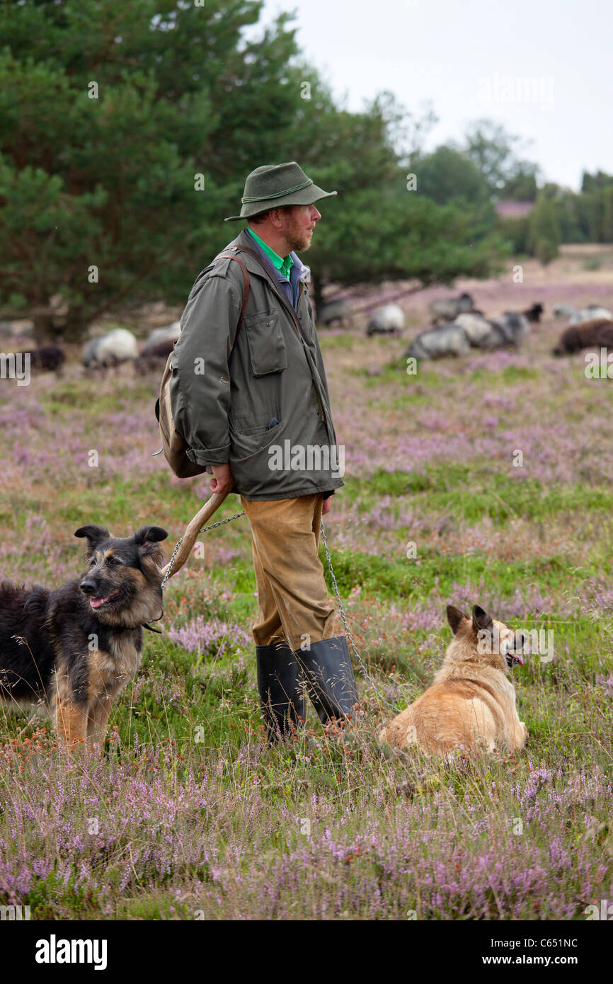 shepherd with his dogs and his flock of German Heath, Luneburg Heath ...