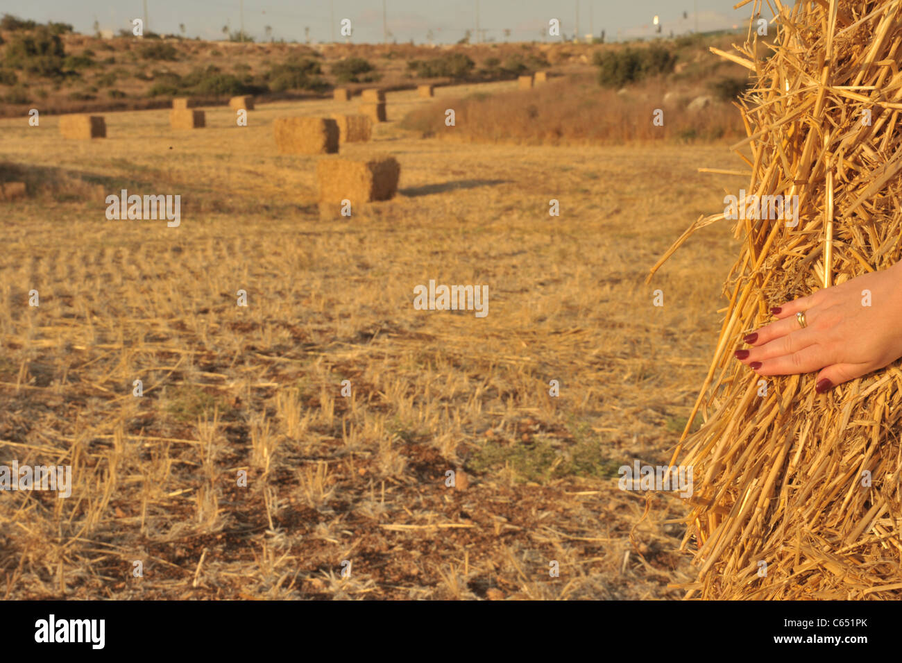 wheat field cube with lady fancy hand Stock Photo - Alamy