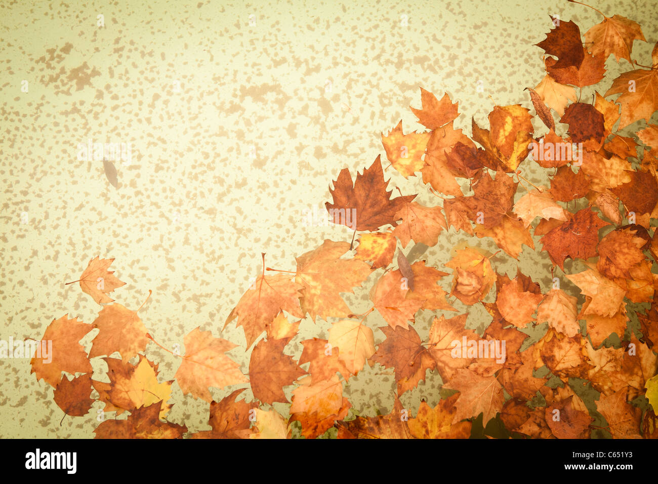 Autumn fall leaves on the water of a pool Stock Photo - Alamy