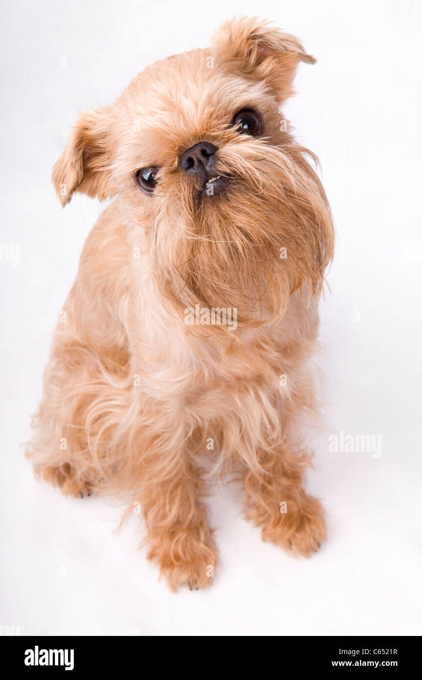 Small dog of breed the Griffon Bruxellois Stock Photo - Alamy